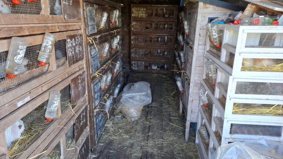 139 cavia’s en vier konijnen in te krappe hokken: knaagdieren ...