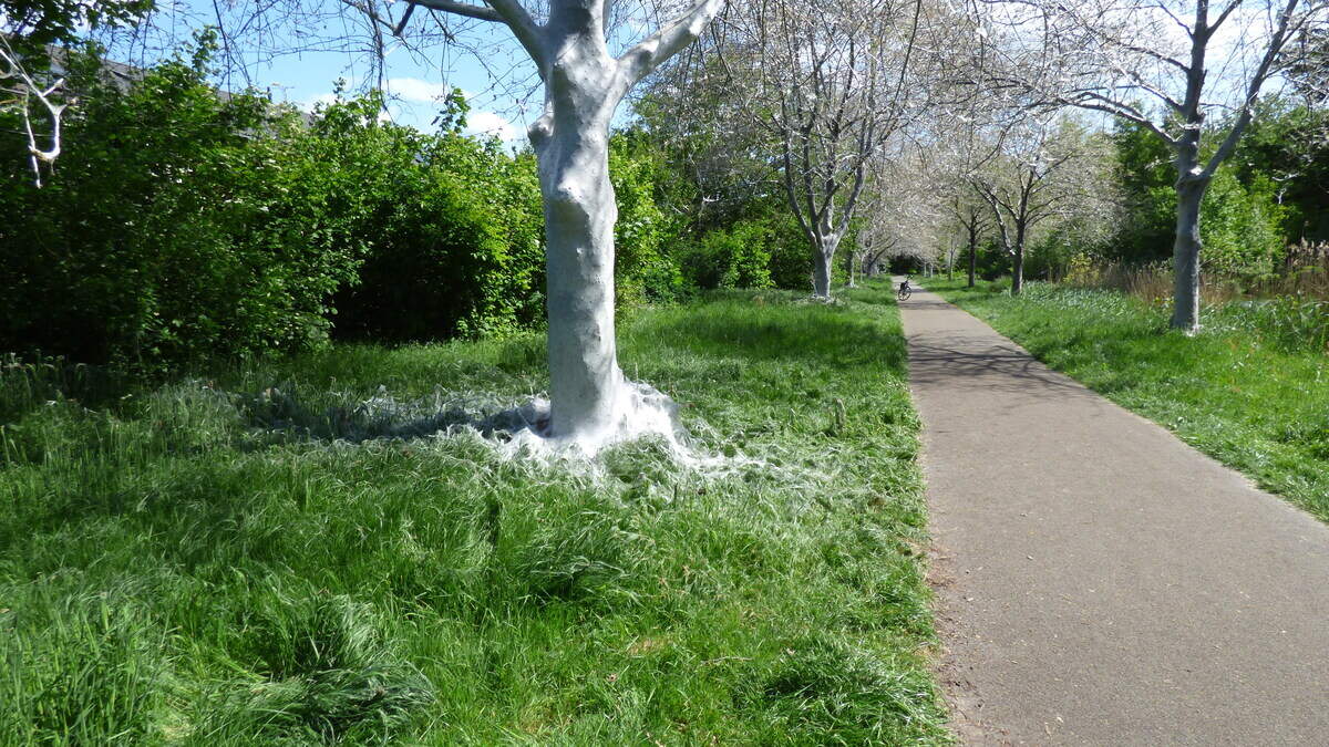Een ’ondergesneeuwde’ boom in de Hilversumse Meent: de stippelmot is ...