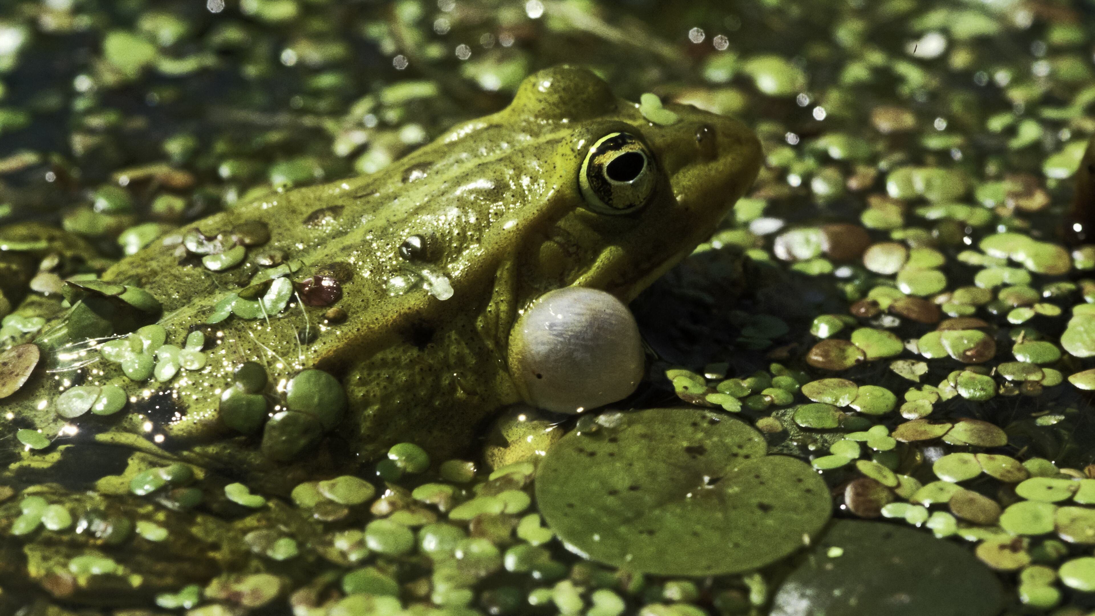 Groene bastaards kwaken erop los | column Geeke Remmelts ...