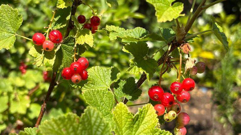 Onze tuin: een paradijselijk oord, of eerder een groene hel? | De Gooi ...